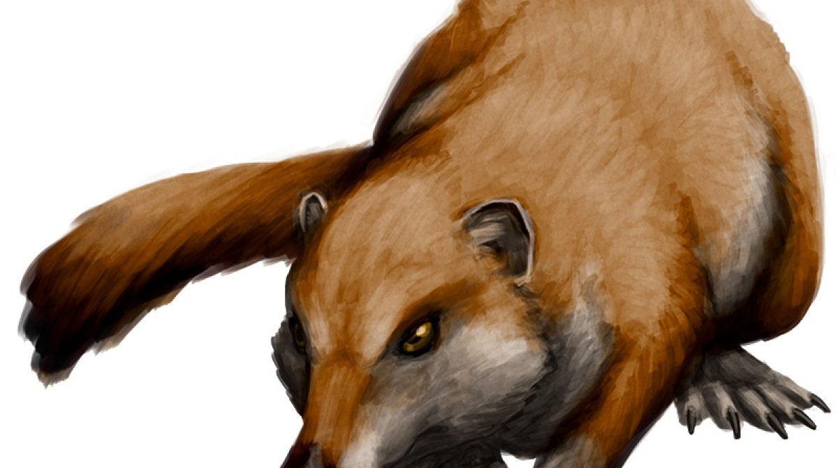 ᐈ Шаблезуба білка Південної Америки (Cronopio dentiacutus) | Discover.in.ua