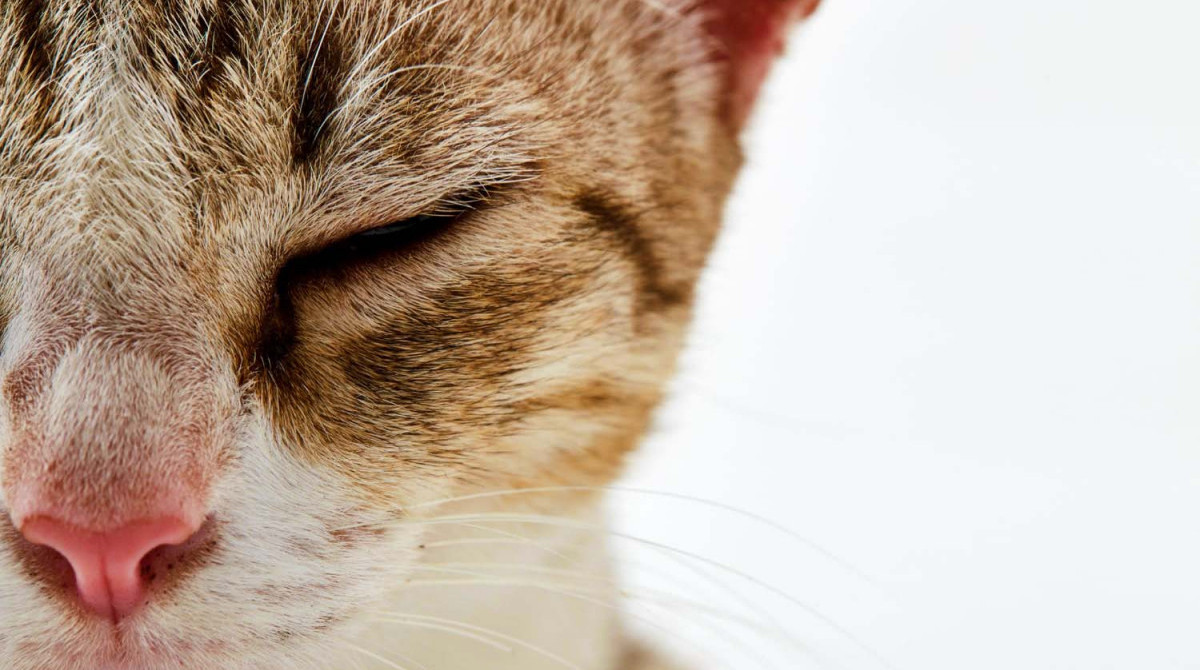 ᐈ Топ-5 ознак того, що у вашого кота глисти | Discover.in.ua