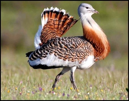 ᐈ Дрофа (дрохва) | Discover.in.ua