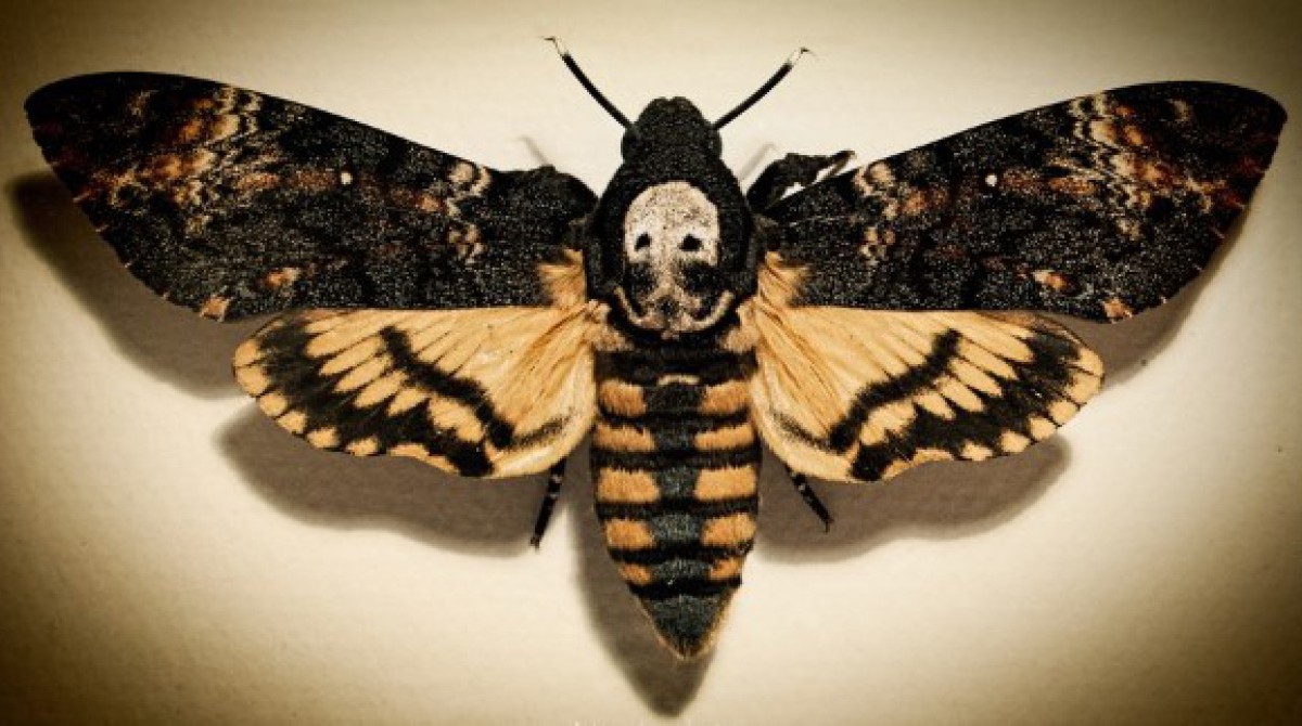 ᐈ Бражник мертва голова (Acherontia atropos) | Discover.in.ua