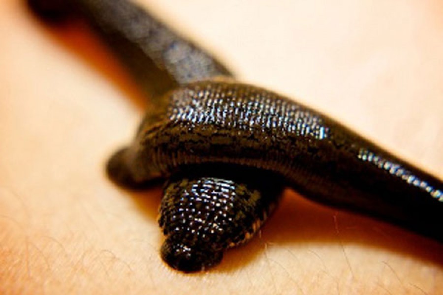 ᐈ Медична п’явка | Discover.in.ua