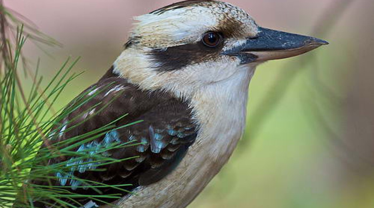 ᐈ Кукабара | Discover.in.ua