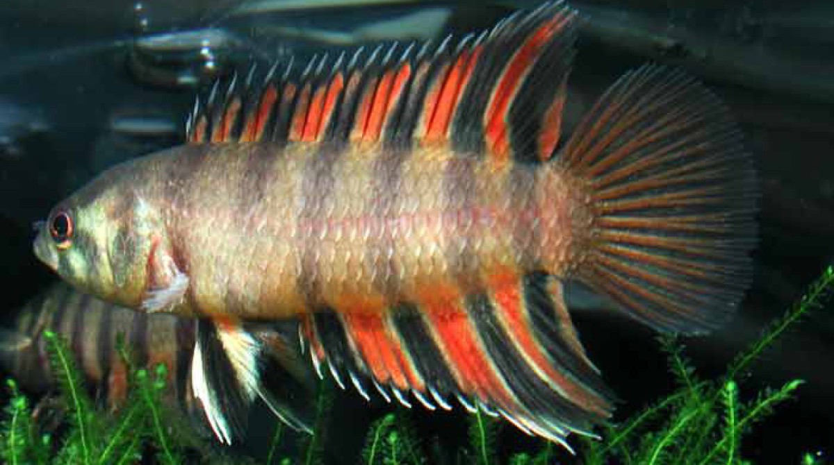 ᐈ Лабіринтові, або анабасові, або плазуючі гурамі – родина риб ...