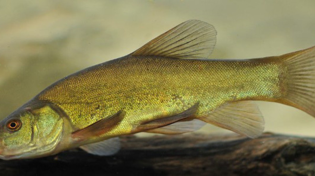 ᐈ Лин (Tinca tinca) | Discover.in.ua