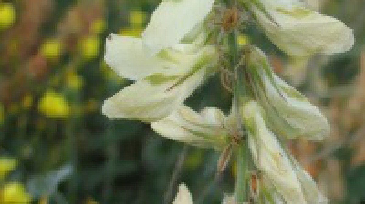 ᐈ Солодушка великоквіткова | Discover.in.ua