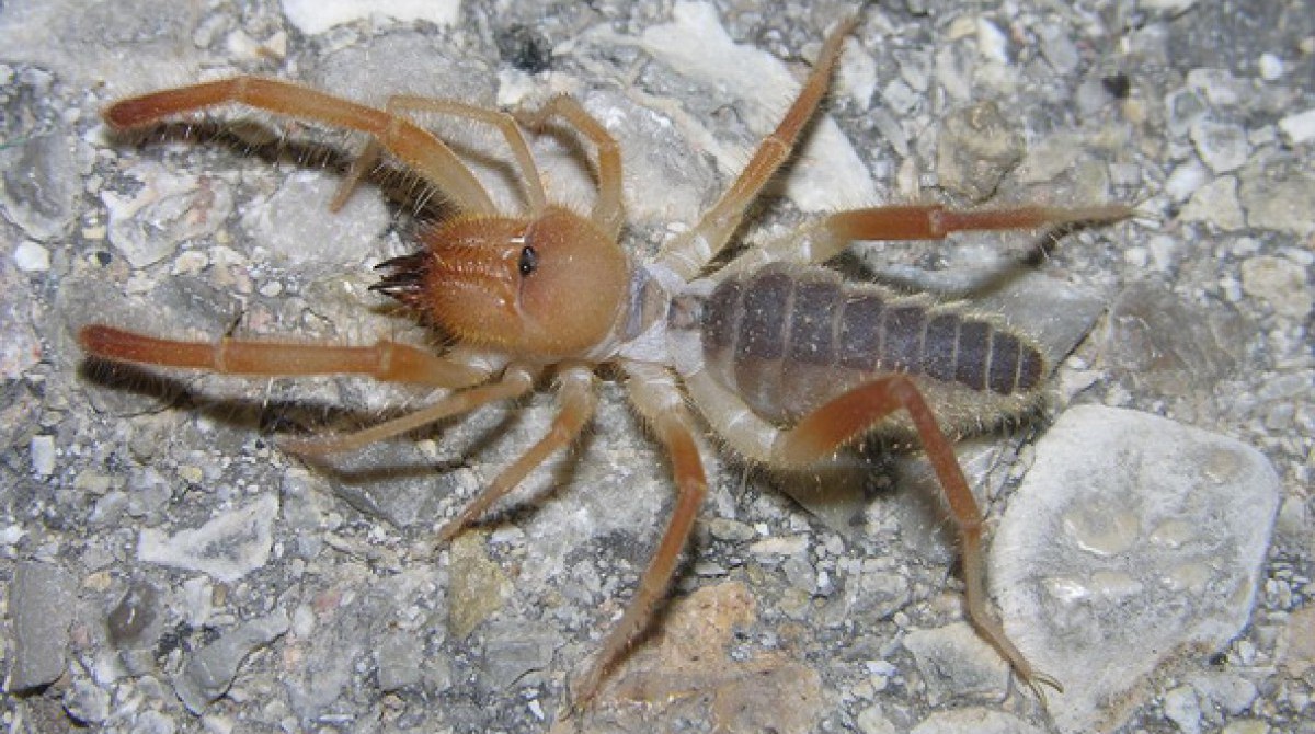 ᐈ Сольпуга звичайна | Discover.in.ua