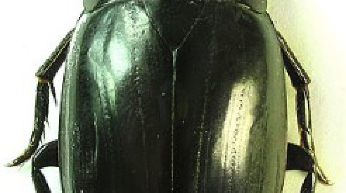 ᐈ Водолюби – родина комах (Hydrophilidae) | Discover.in.ua