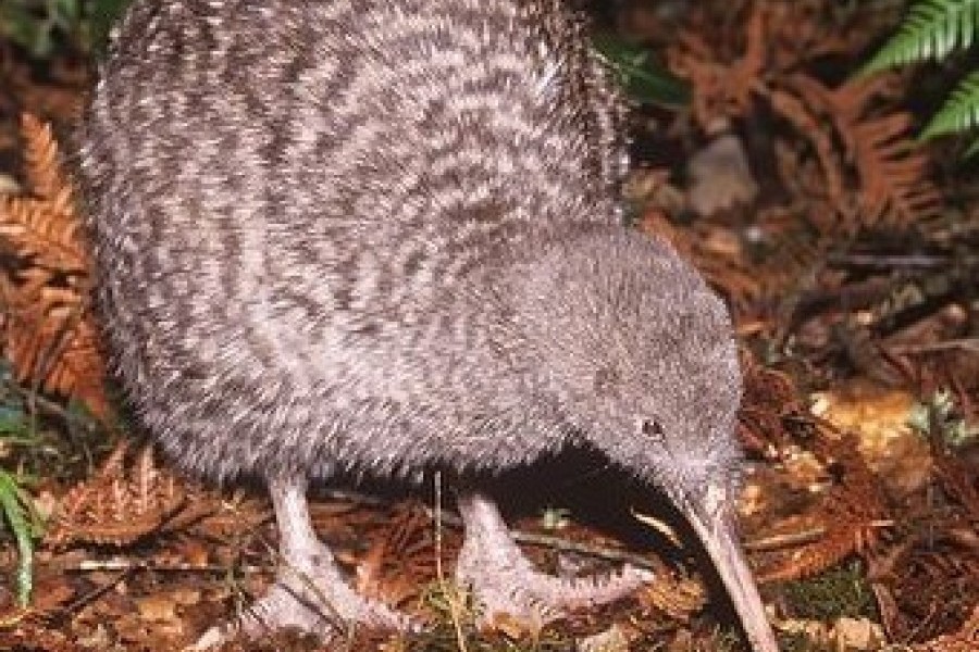 ᐈ Ківі звичайний, або південний (Apteryx australis) | Discover.in.ua