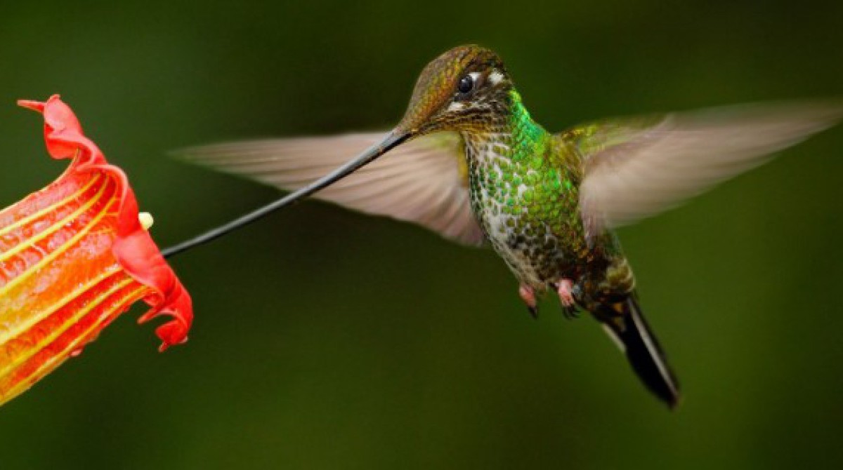 ᐈ Колібрі (Trochilidae) | Discover.in.ua
