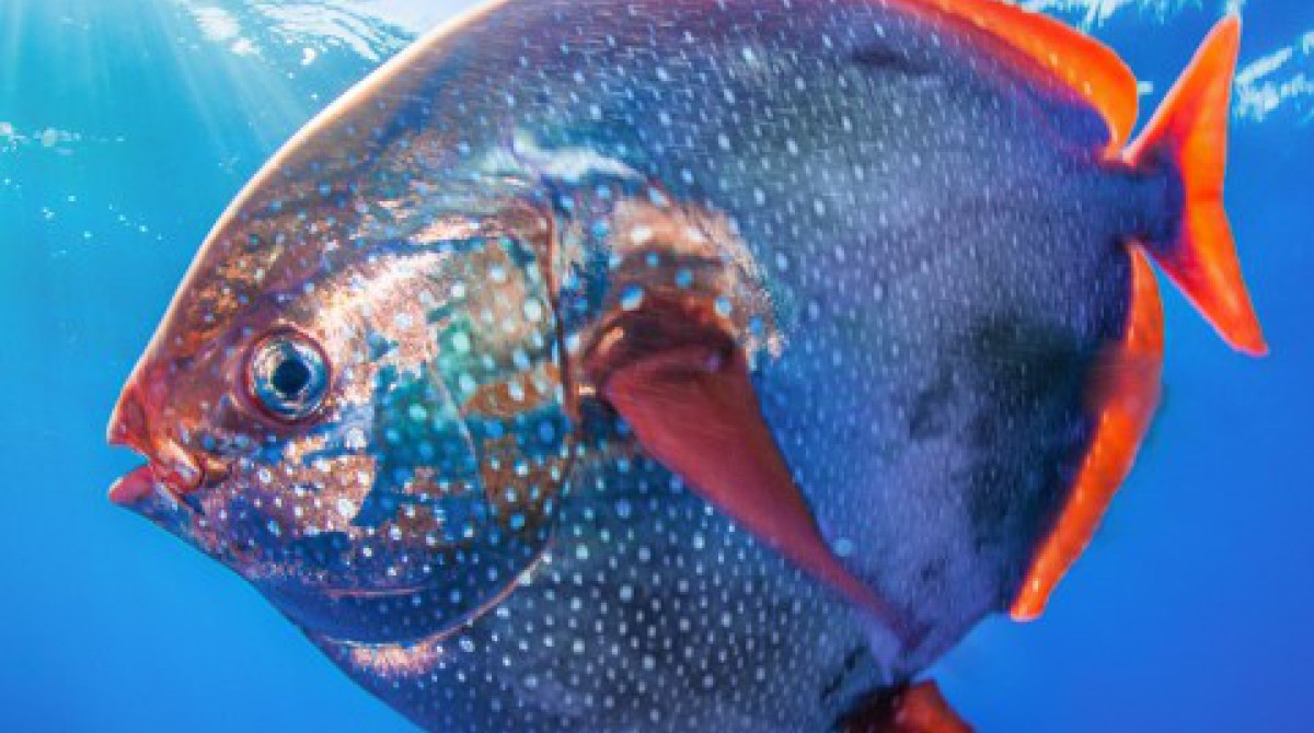 ᐈ Опах звичайний, або сонячна риба (Lampris guttatus) | Discover.in.ua