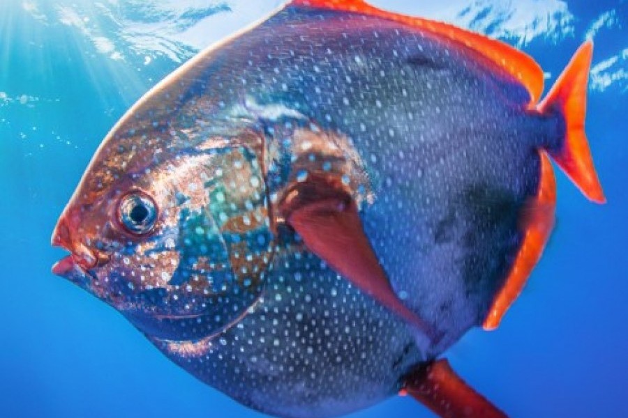 ᐈ Опах звичайний, або сонячна риба (Lampris guttatus) | Discover.in.ua