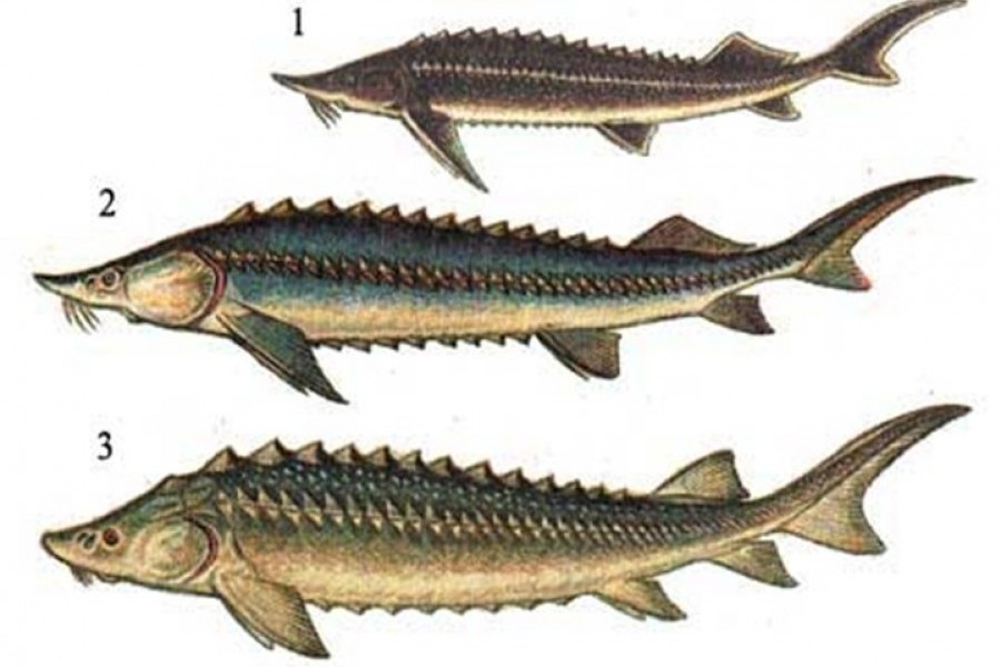 Осетрові – родина риб (Acipenseridae) Тварини