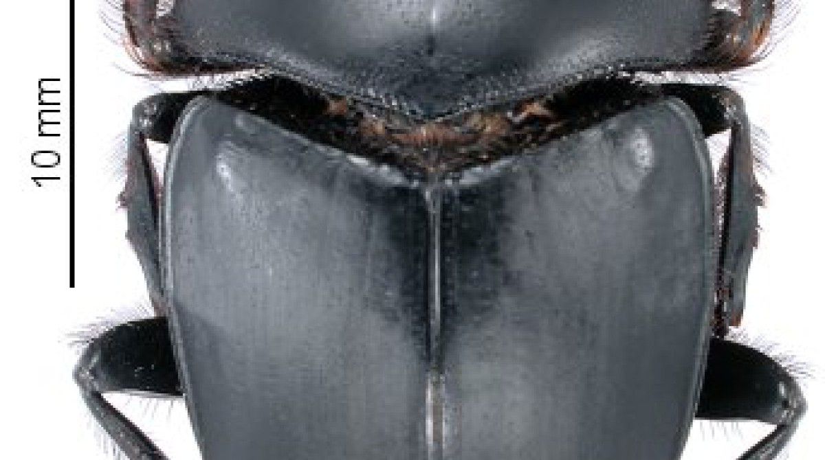 ᐈ Скарабей священний (Scarabaeus sacer) | Discover.in.ua