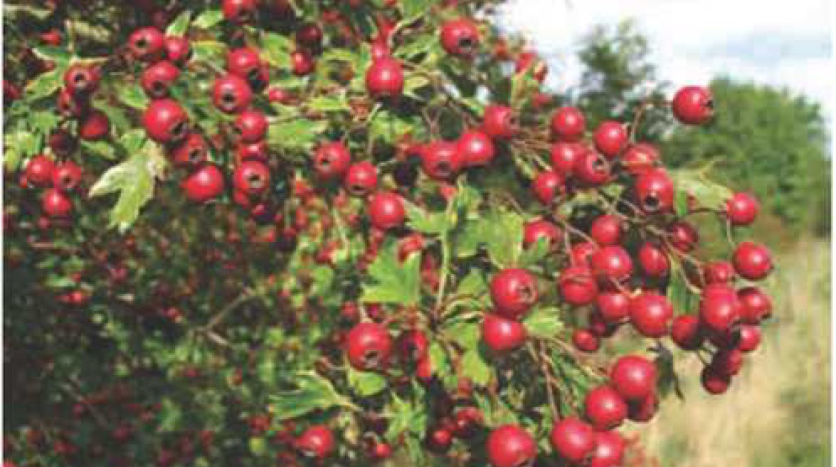 ᐈ Глід | Discover.in.ua