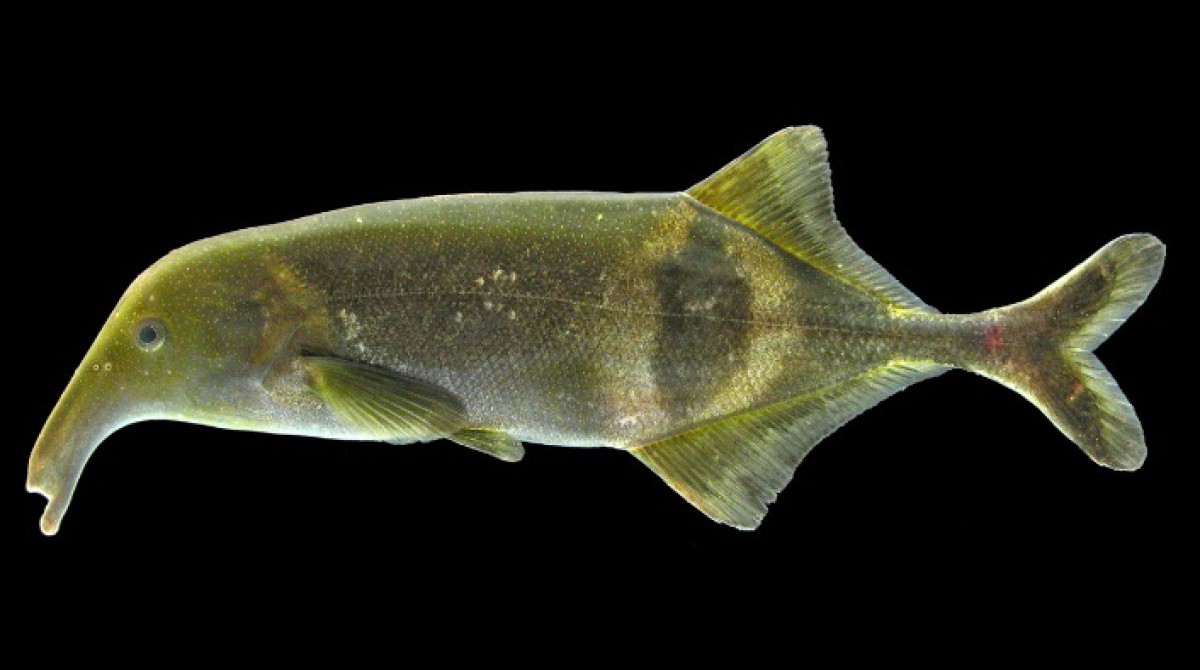 ᐈ Мормірові, або слонорили, або риби-слоники, або довгорилі – родина риб (Mormyridae) | Discover ...